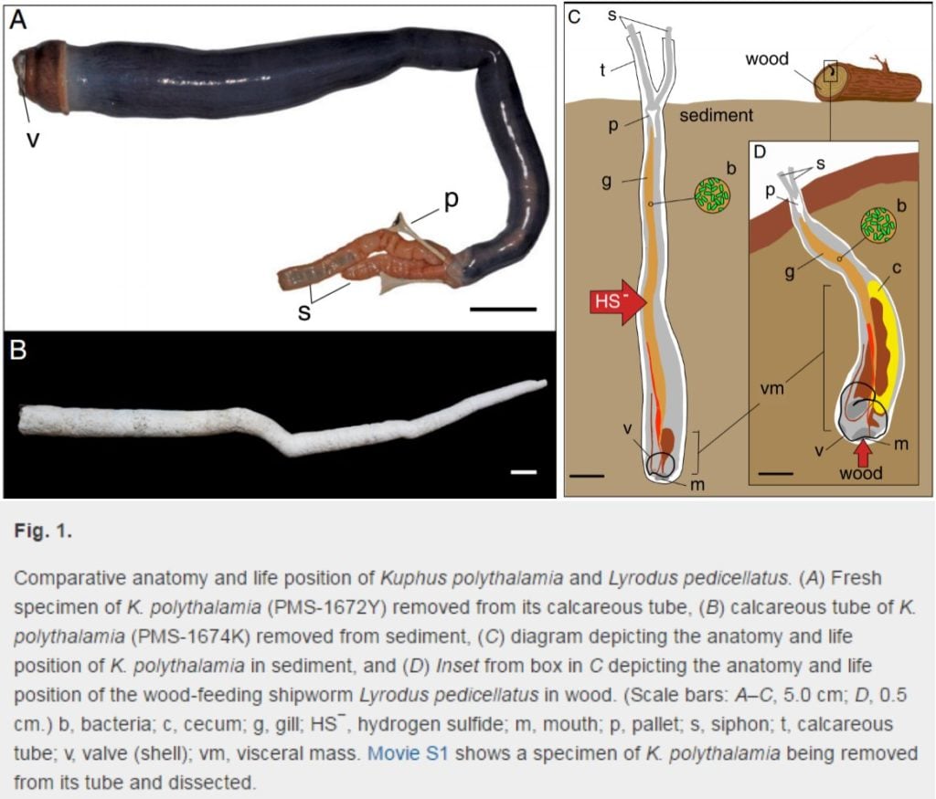 Legendary giant shipworm discovered in the Philippines for the first ...